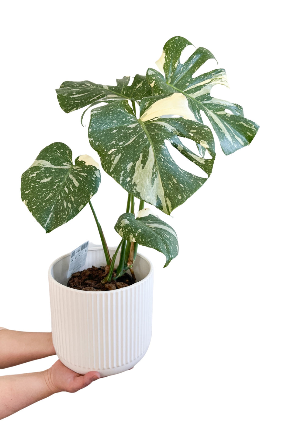 Monstera Thai Constellation 170mm (Plant Only) – Daisy Lane Flowers